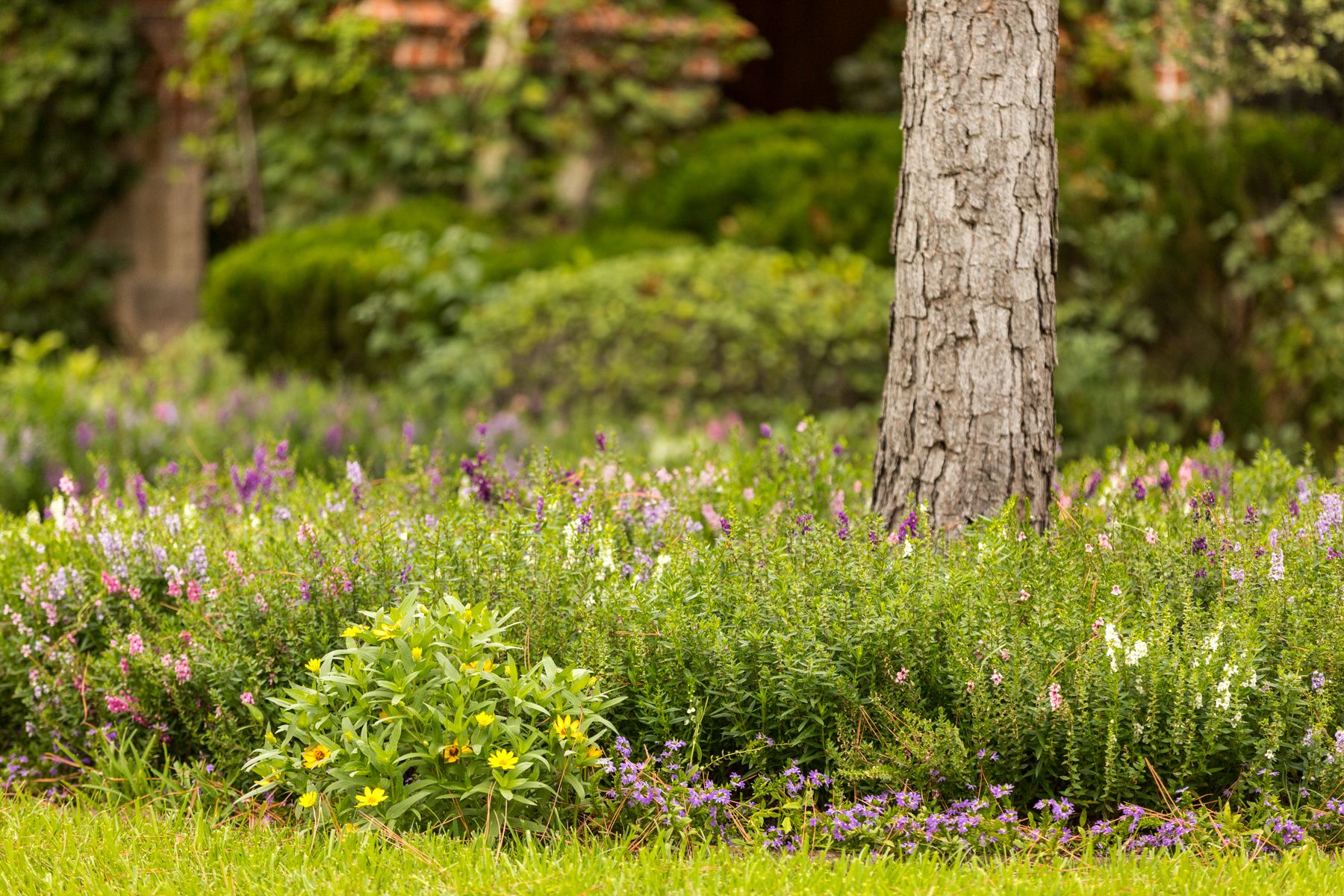 5 Tips For Growing Grass In The Shade At Your North Texas Home